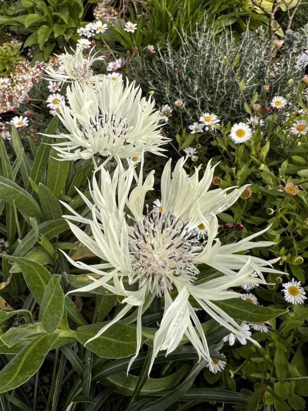 Centaurea cheiranthifolia - D'arcy and Everest