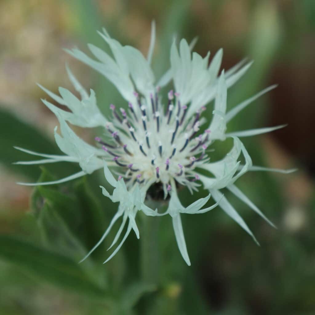 Centaurea cheiranthifolia - D'arcy and Everest