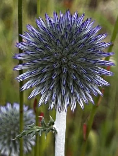 Echinops ritro ssp. ruthenicus 'Platinum Blue' - D'arcy and Everest