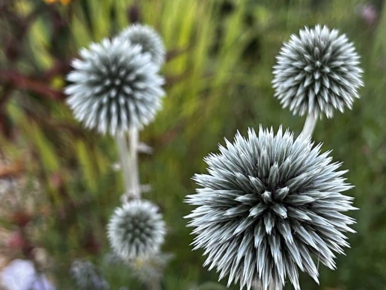 Echinops bannaticus 'Star Frost' - D'arcy and Everest