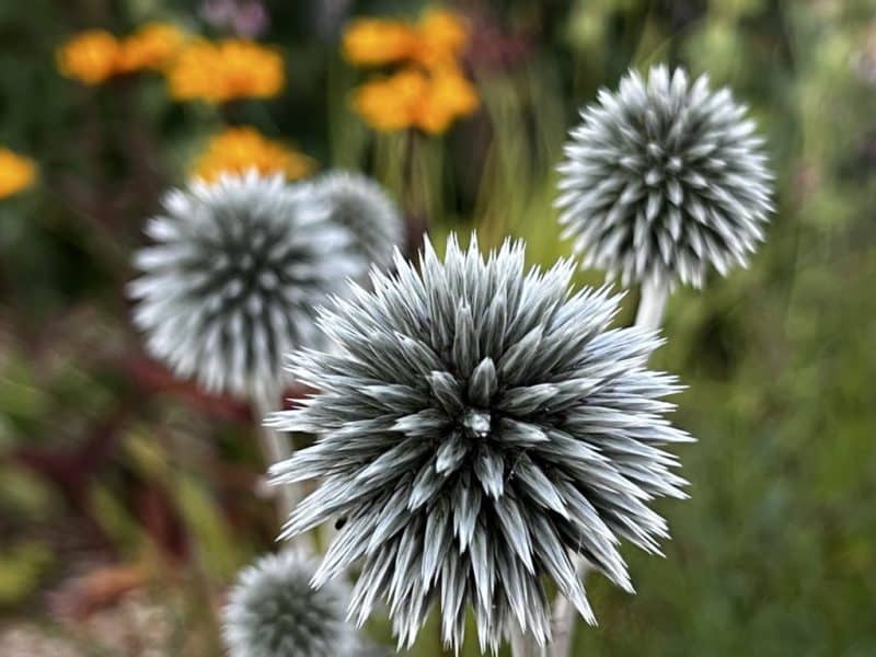 Echinops bannaticus 'Star Frost' - D'arcy and Everest