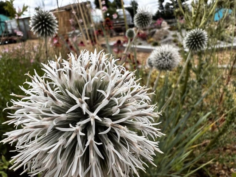 Echinops bannaticus 'Star Frost' - D'arcy and Everest