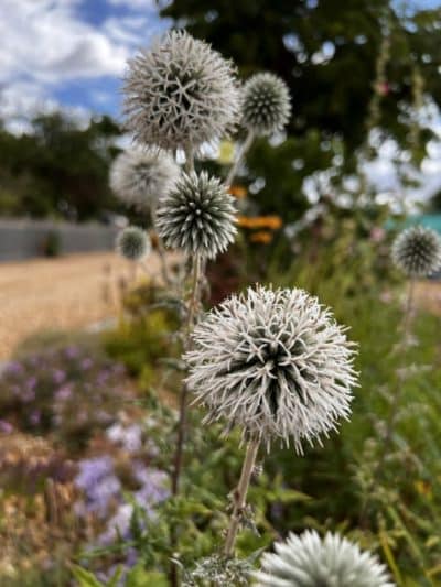 Echinops bannaticus 'Star Frost' - D'arcy and Everest