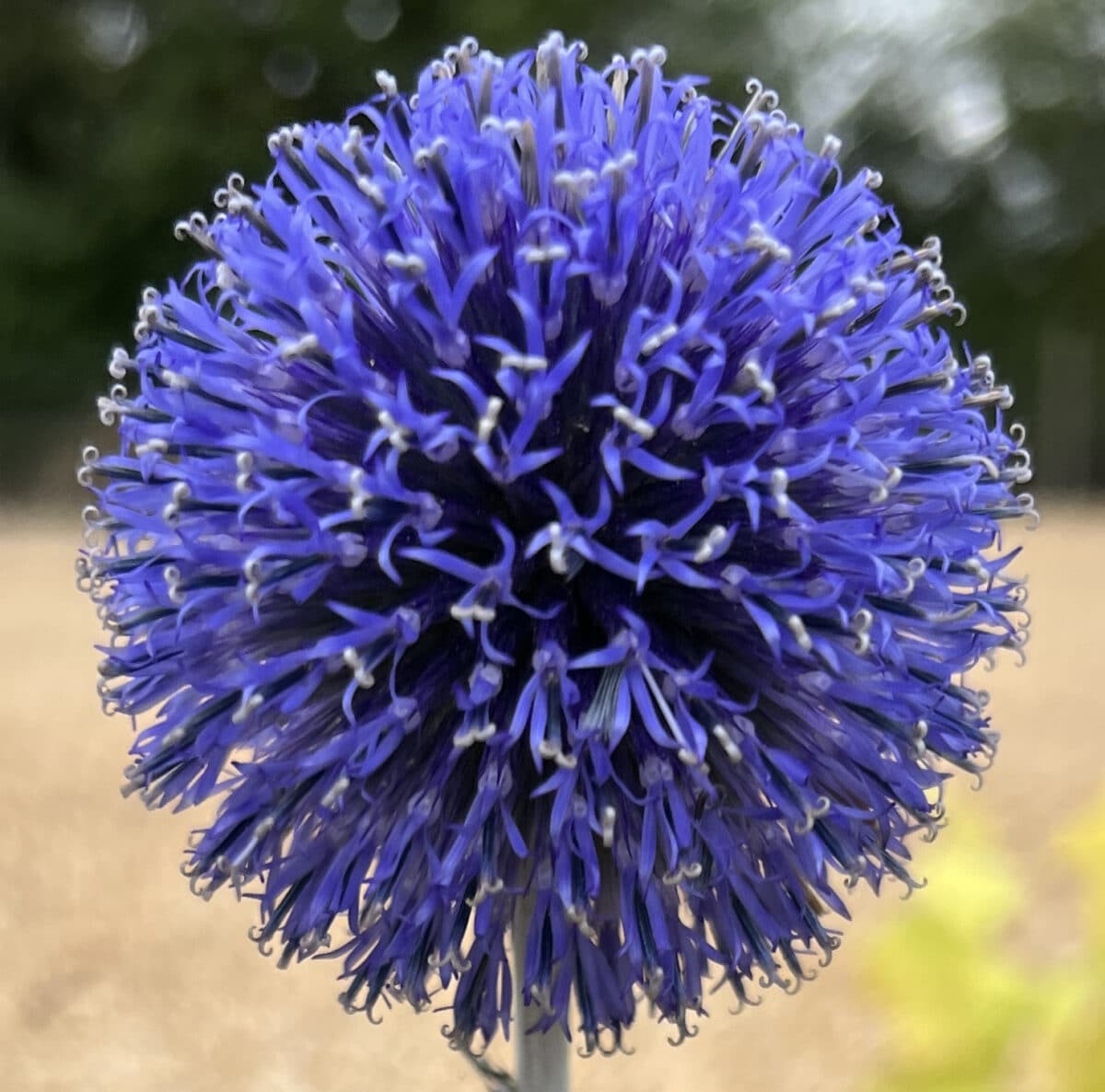 Echinops ritro ssp. ruthenicus 'Platinum Blue' - D'arcy and Everest