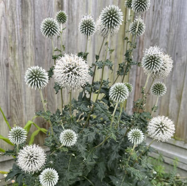 Echinops bannaticus 'Star Frost' - D'arcy and Everest