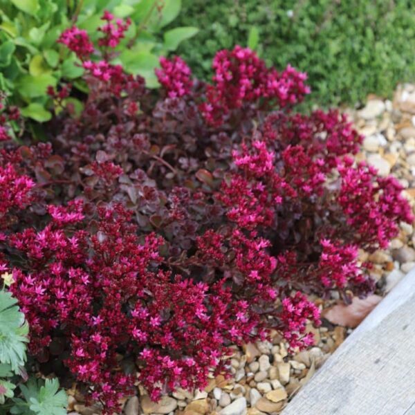 Sedum spurium 'Voodoo' - D'arcy and Everest