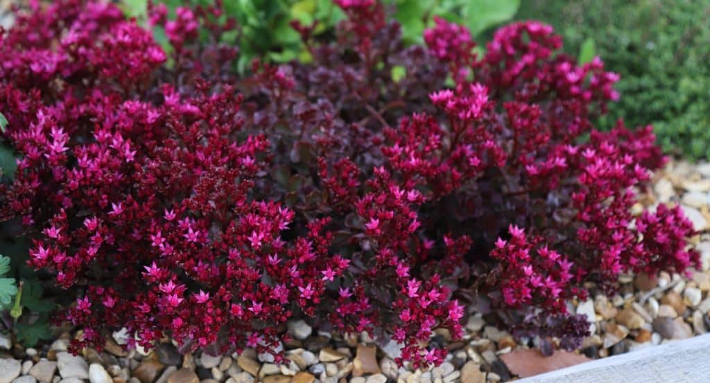Sedum spurium 'Voodoo' - D'arcy and Everest