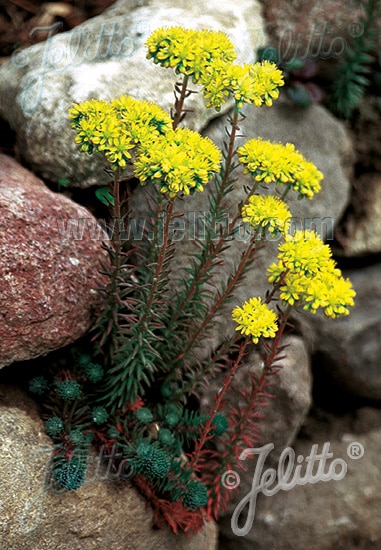 Sedum reflexum (Petrosedum rupestre) - D'arcy and Everest