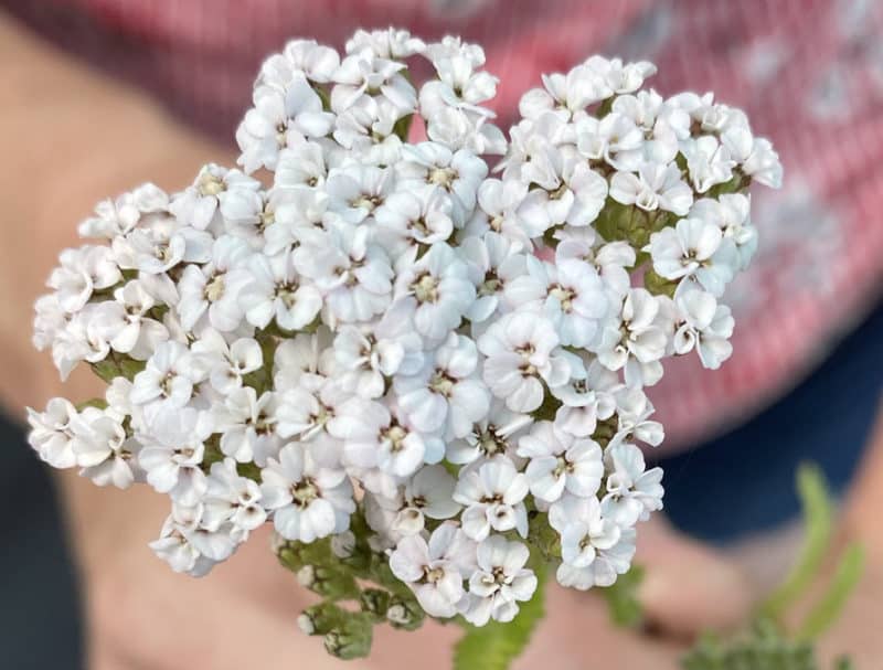 Achillea 'Charlie' - D'arcy and Everest