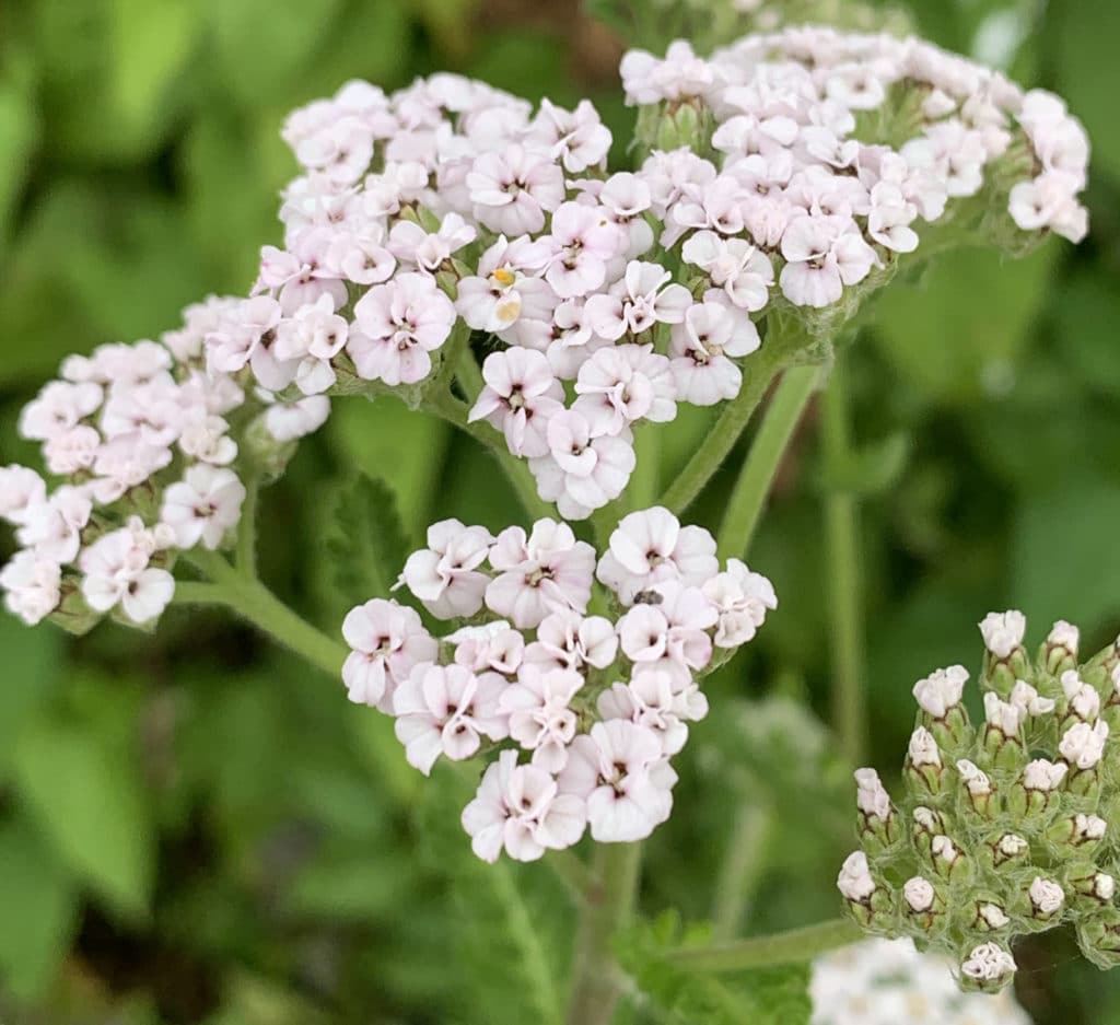 Achillea 'Charlie' - D'arcy and Everest