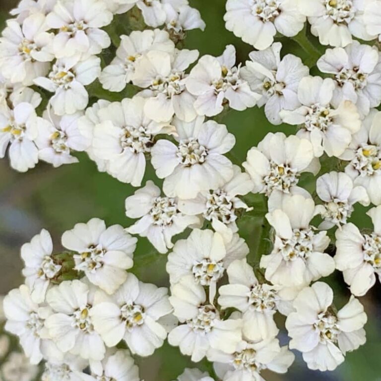 Shop - D'arcy and Everest