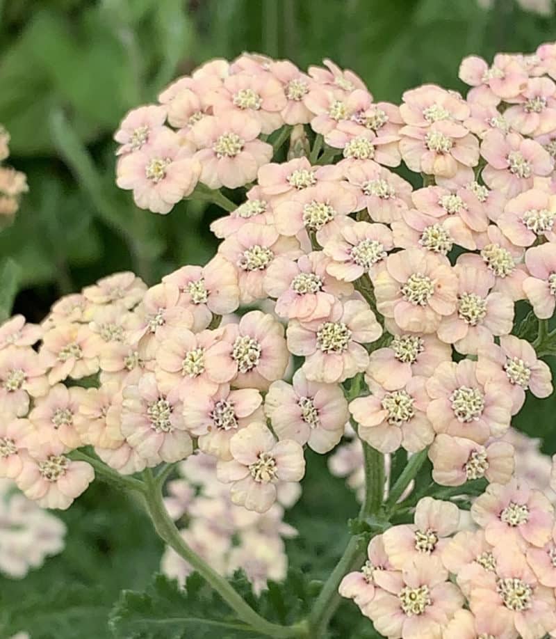 Achillea 'George' - D'arcy and Everest