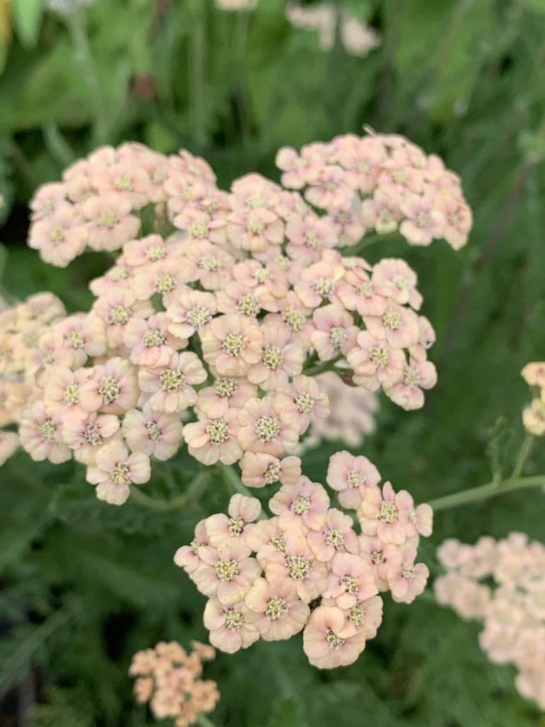 Achillea 'George' - D'arcy and Everest