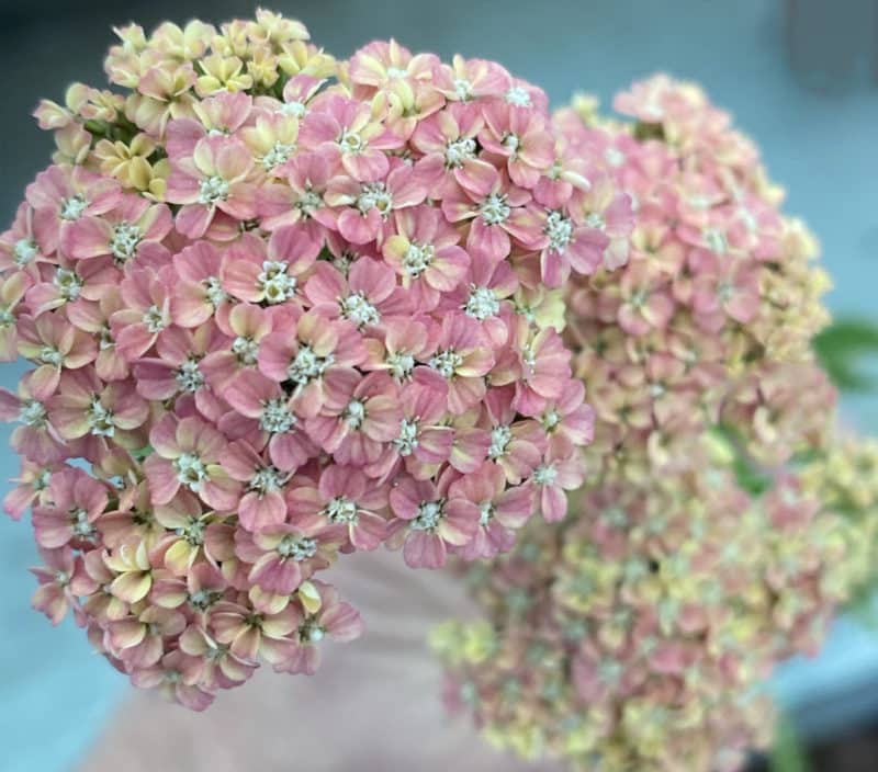 Achillea 'Jack' - D'arcy and Everest