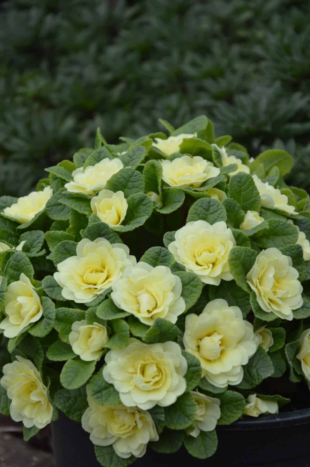 Primula Belarina 'Lemon Chiffon' - D'arcy and Everest