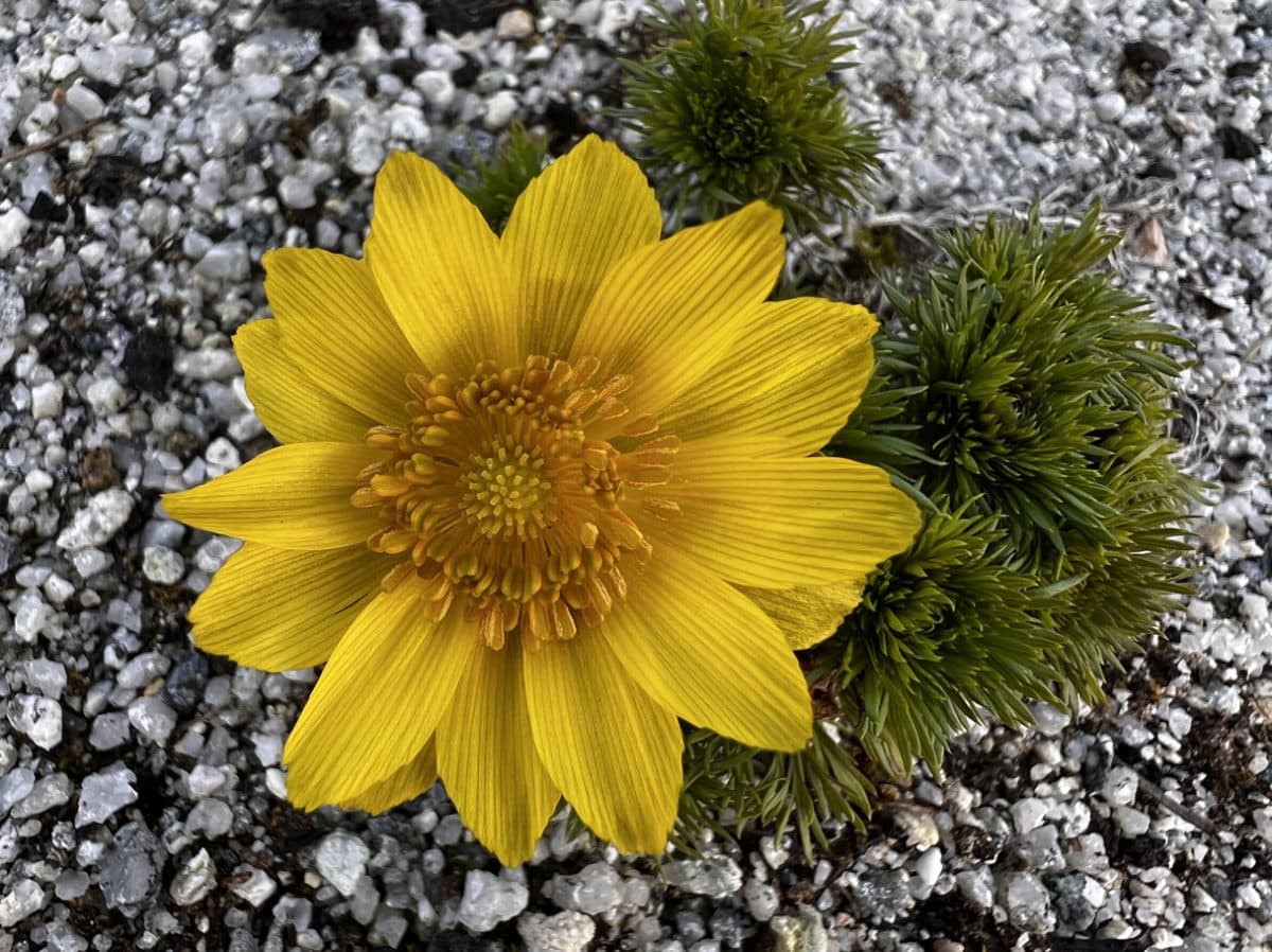 Adonis vernalis - D'arcy and Everest