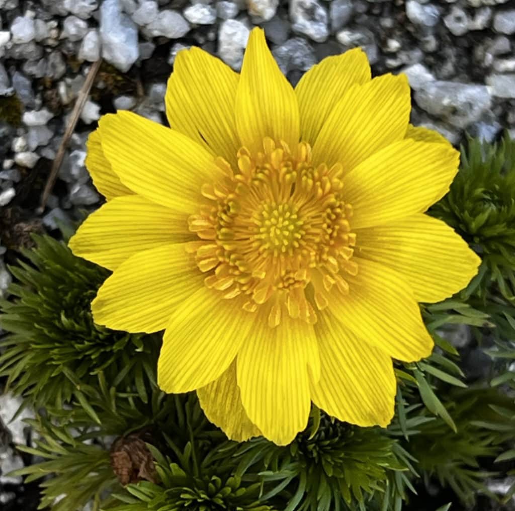 Adonis vernalis - D'arcy and Everest