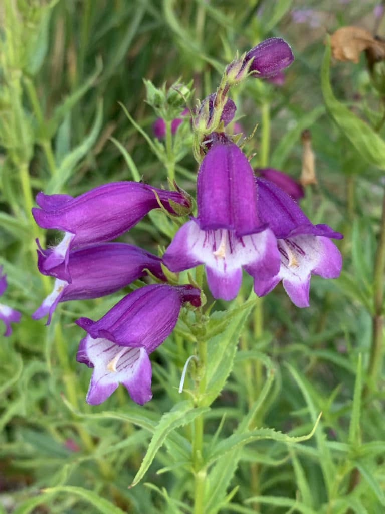Penstemon x mexicale sunburst amethyst - D'arcy and Everest