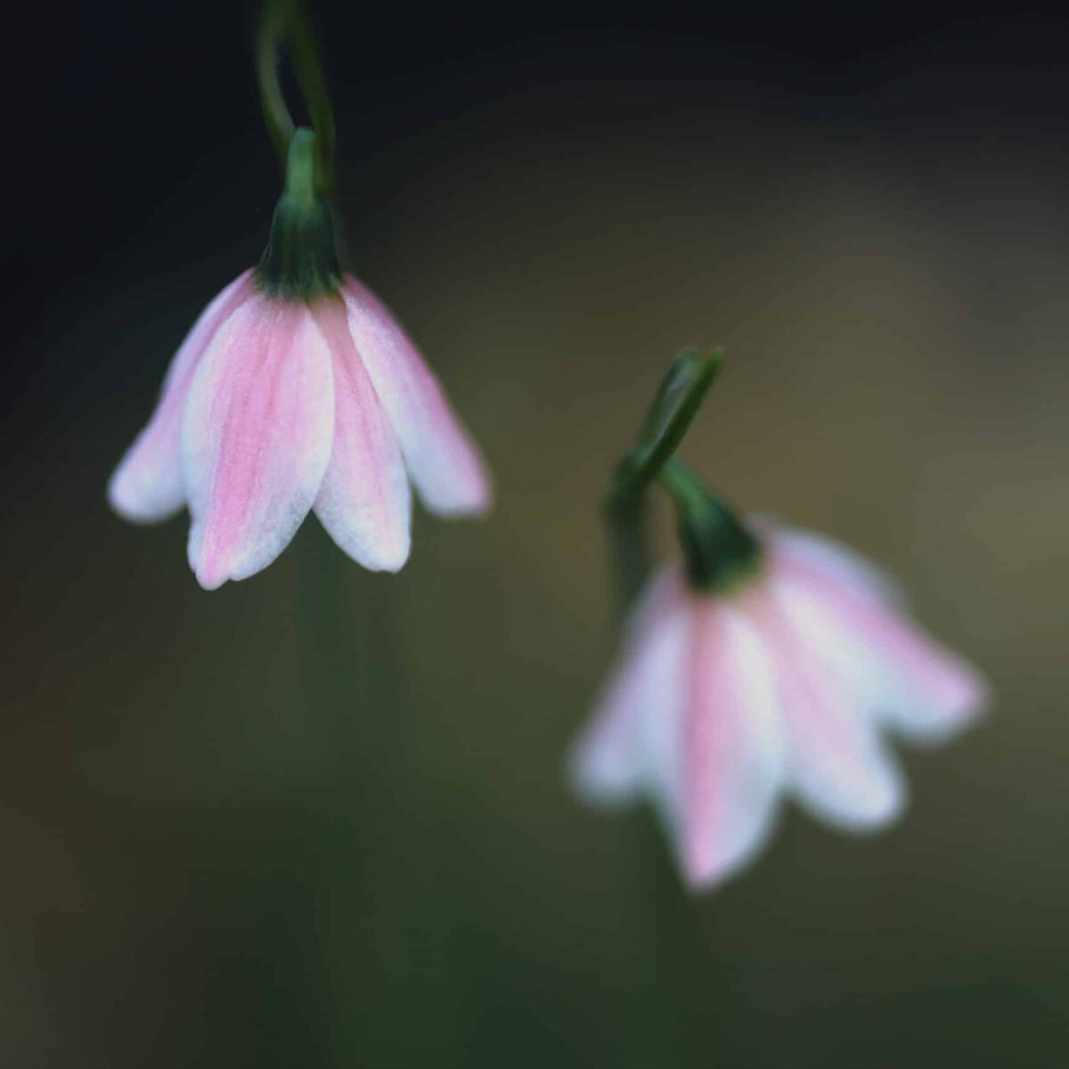 Acis autumnalis Roseum (Leucojum autumnalis Roseum) - D'arcy and Everest