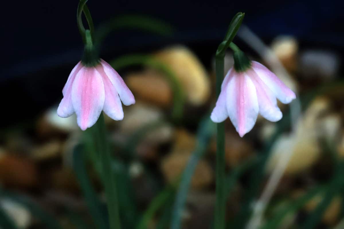 Acis autumnalis Roseum (Leucojum autumnalis Roseum) - D'arcy and Everest
