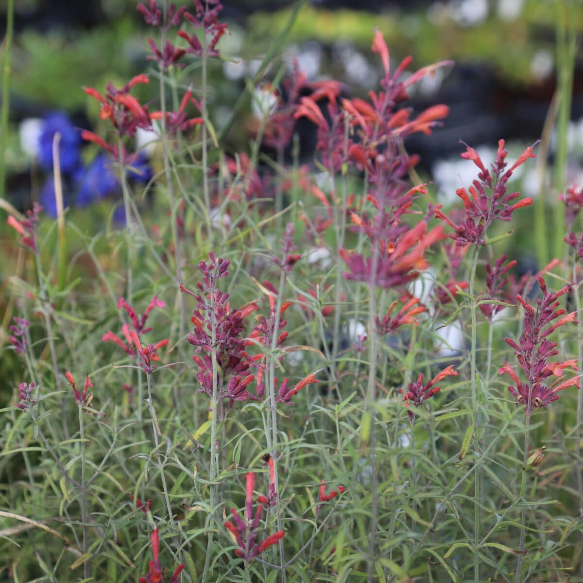 Agastache rupestris - D'arcy and Everest
