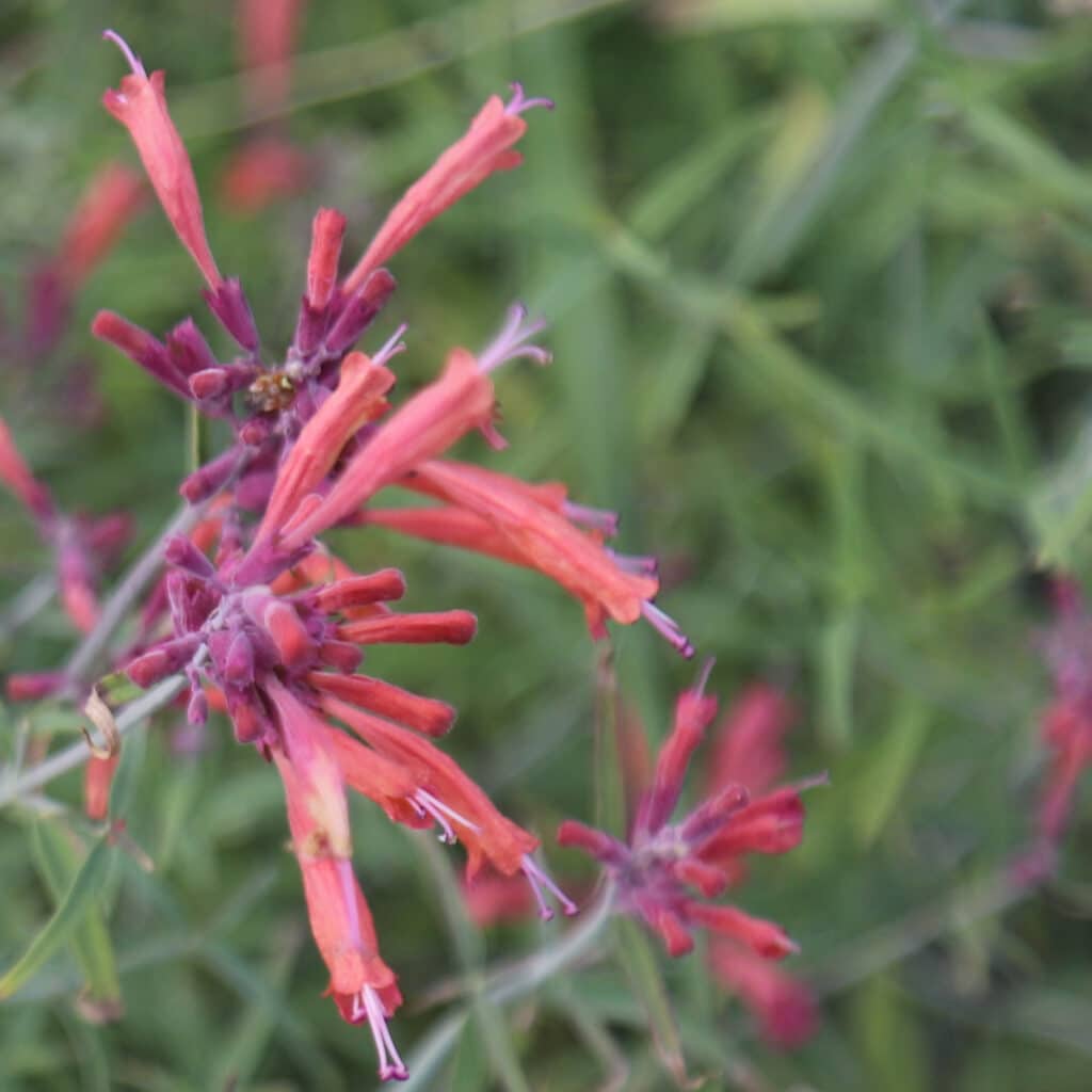 Agastache rupestris - D'arcy and Everest