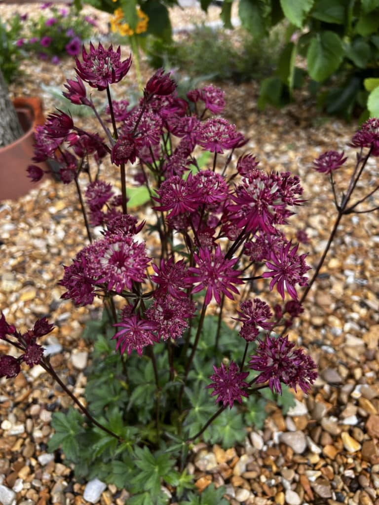 Astrantia Darcie's Red Hybrids - D'arcy and Everest