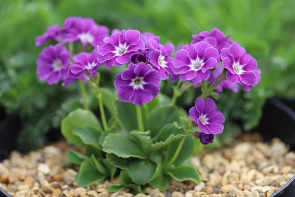 Primula x pubescens 'Bella' - D'arcy and Everest