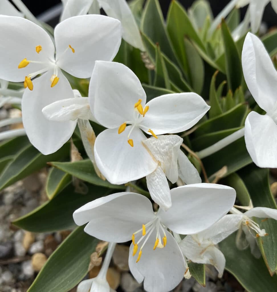 Weldenia candida - D'arcy and Everest