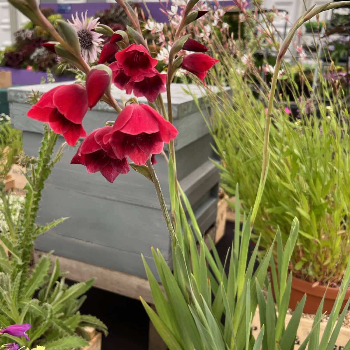Gladiolus Papilio Ruby - D'arcy and Everest