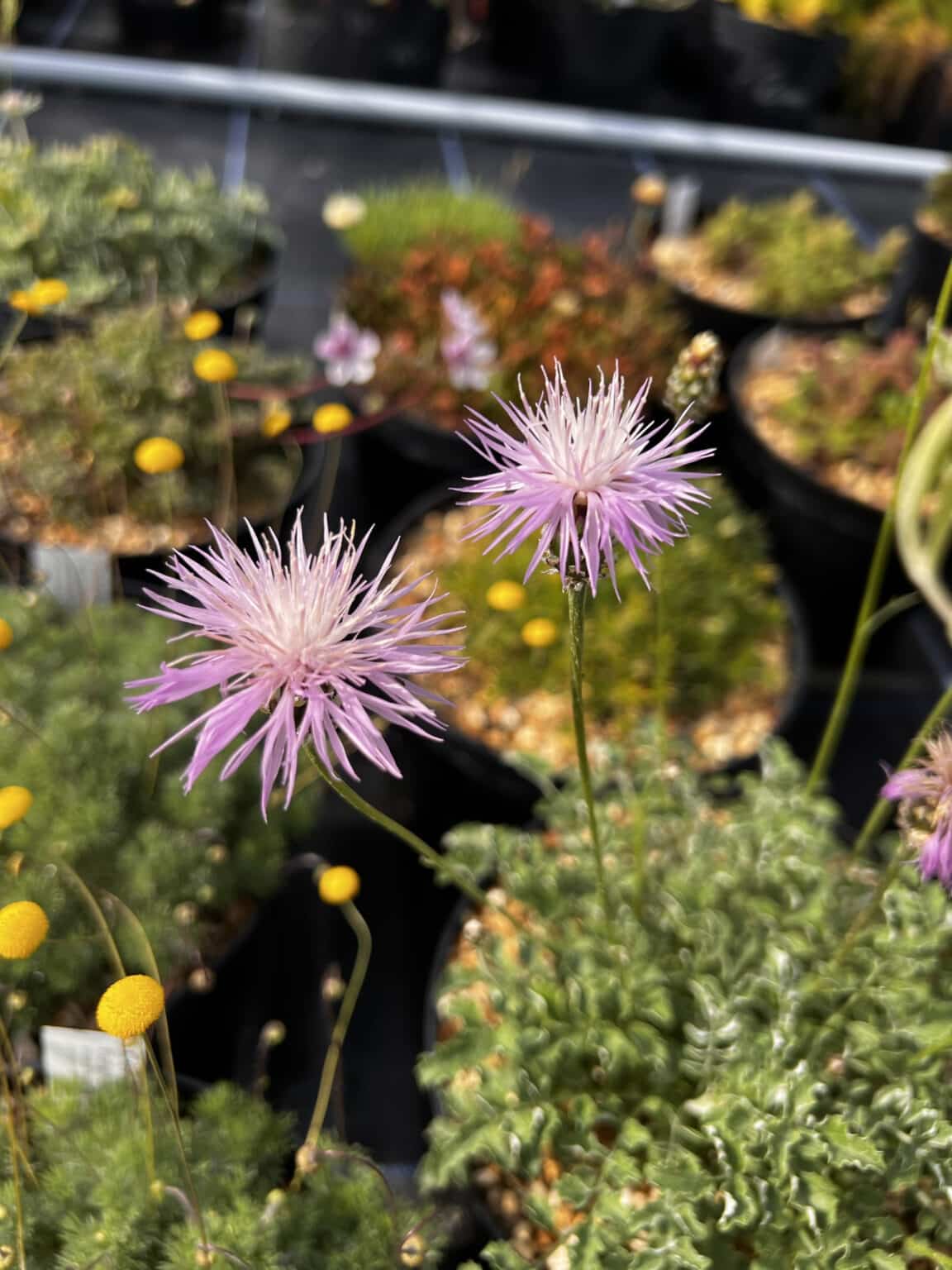 Centaurea Bella - D'arcy and Everest