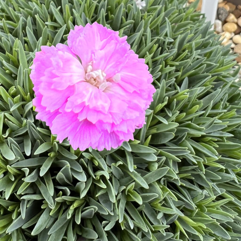 Dianthus 'Darcies Pink Floss' - D'arcy and Everest