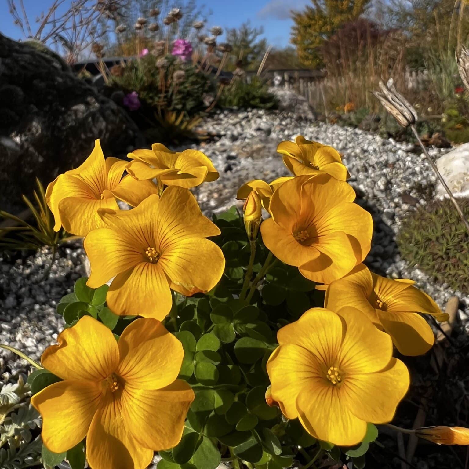 Oxalis melanosticta Ken Aslet - D'arcy and Everest