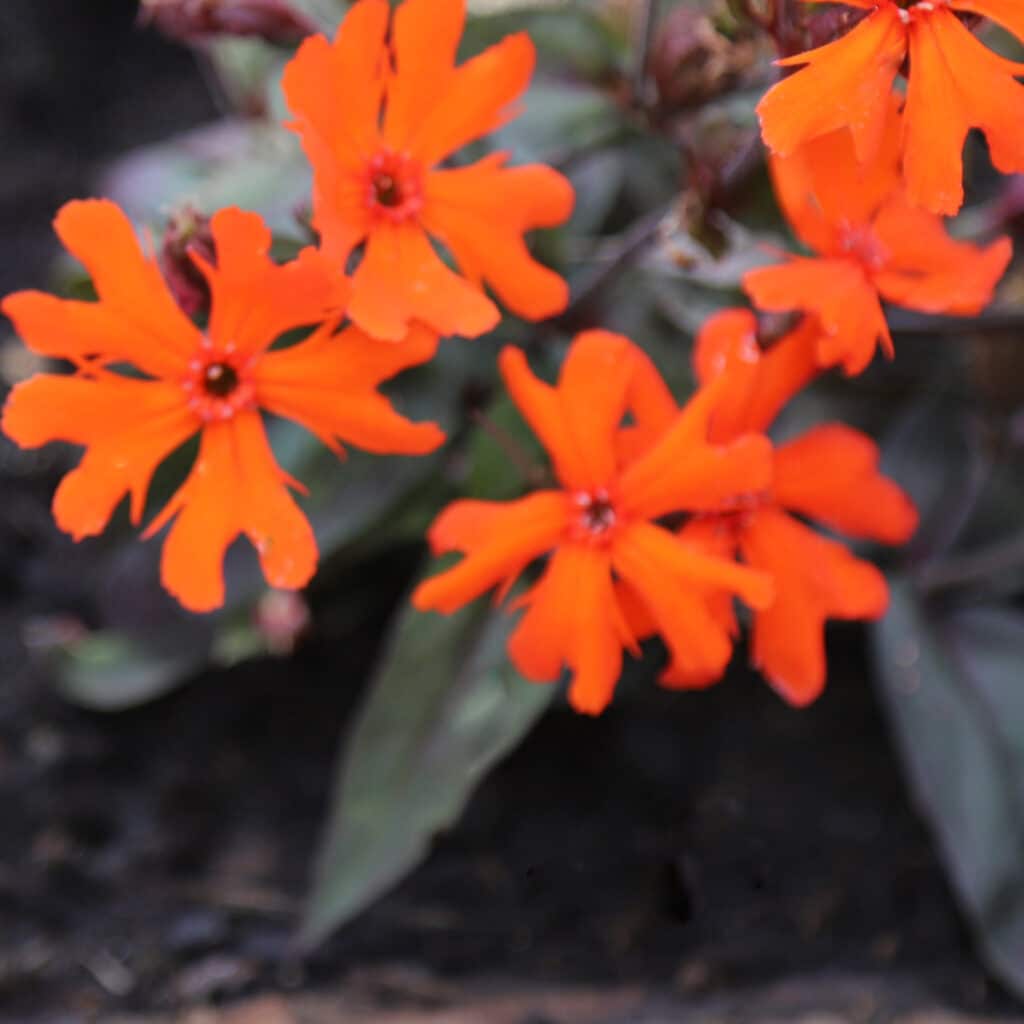 Lychnis x arkwrightii 'Orange Zwerg' - D'arcy and Everest